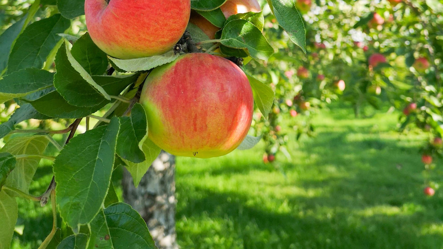 Bulwark Authentic Handcrafted Ciders - Nova Scotia – Bulwark Cider and ...